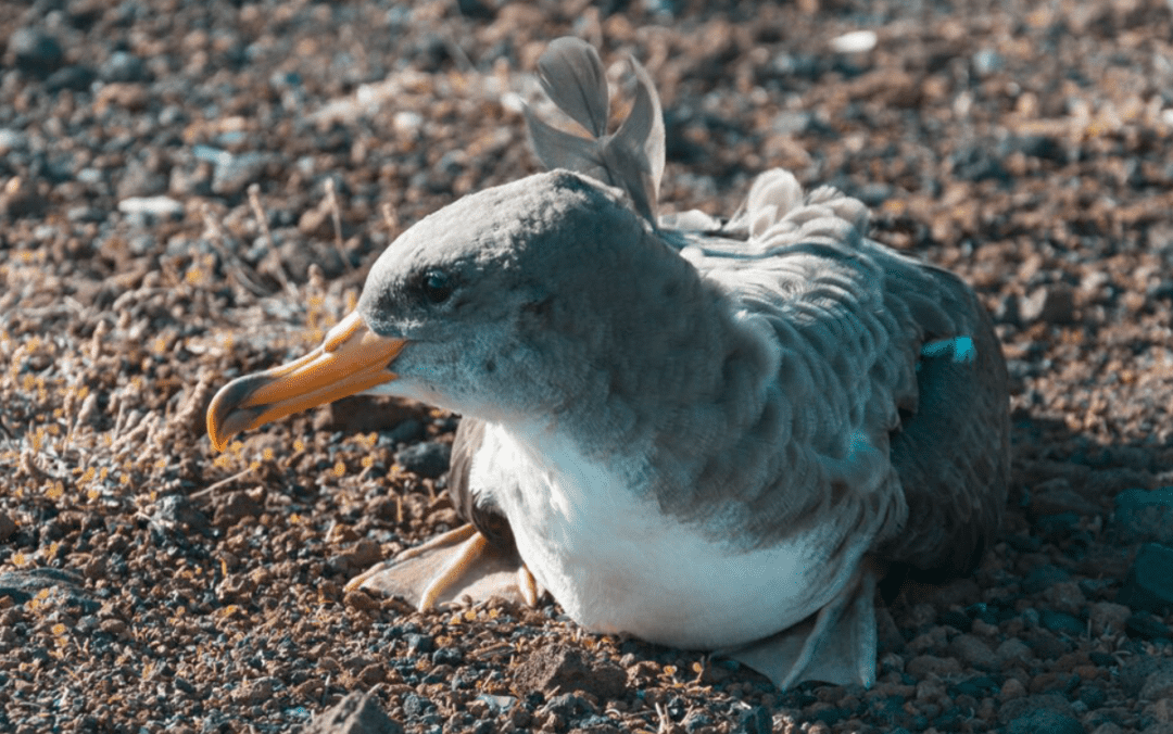 15 Fun Things to do in Ponta Delgada, Azores - Paulina on the road