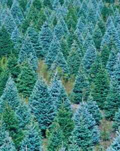 20 Best Christmas Tree Farms in Wisconsin - Paulina on the road
