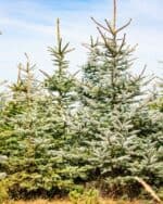 20 Best Christmas Tree Farms in Wisconsin - Paulina on the road