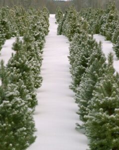 20 Best Christmas Tree Farms in Wisconsin - Paulina on the road