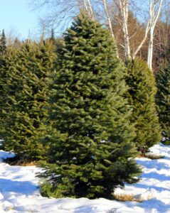 20 Best Christmas Tree Farms in Wisconsin - Paulina on the road