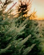 20 Best Christmas Tree Farms in Wisconsin - Paulina on the road
