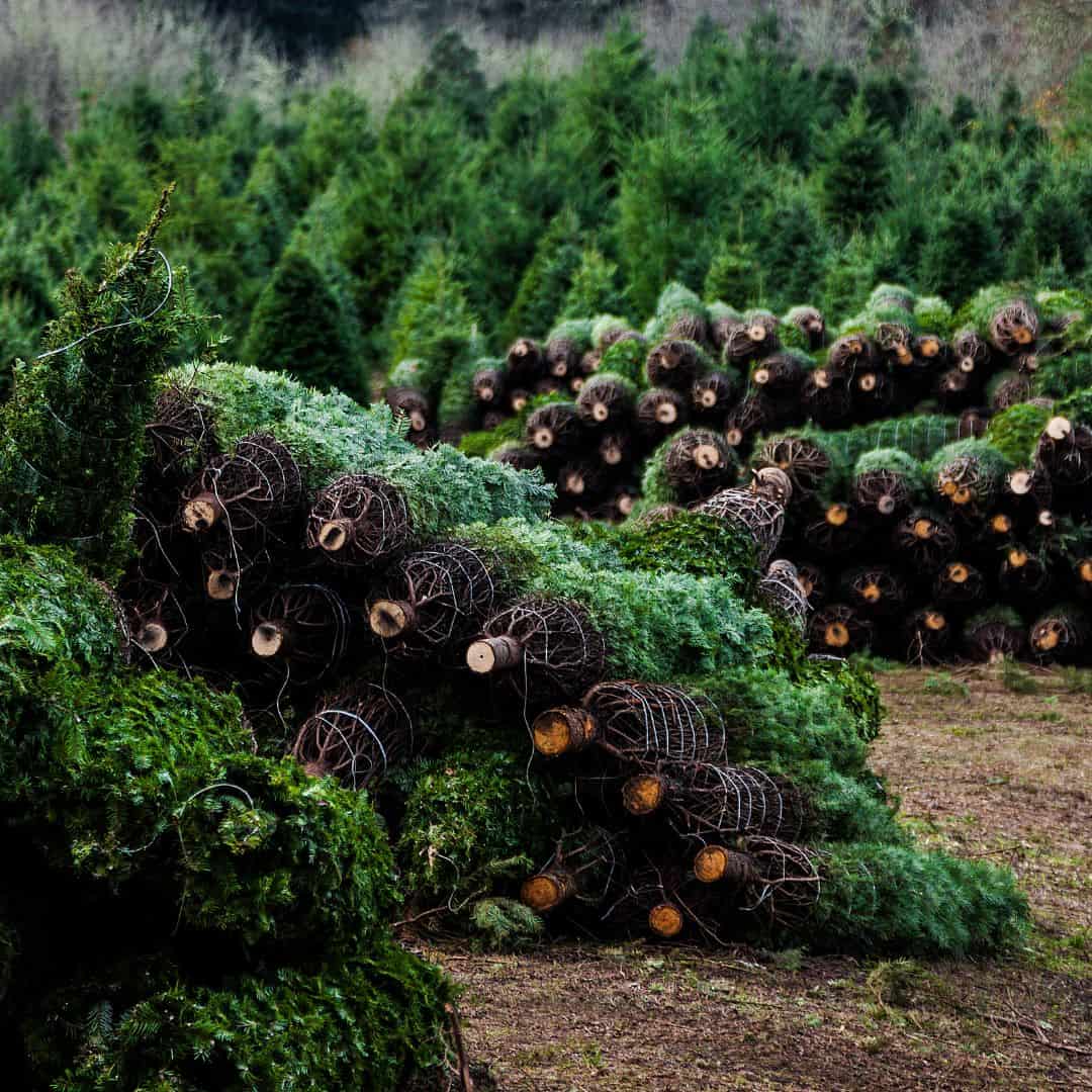 20 Best Christmas Tree Farms in Wisconsin - Paulina on the road