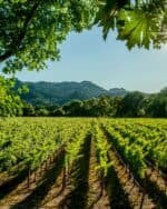 10 Best Wineries Near Wisconsin Dells - Paulina on the road