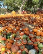 15 Fun Milwaukee Fall Festivals [2024 Guide!] - Paulina on the road