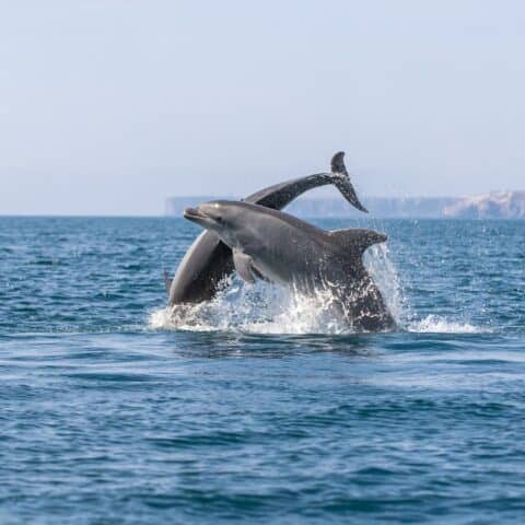 10 Fun Things to Do in Algarve in August - Paulina on the road